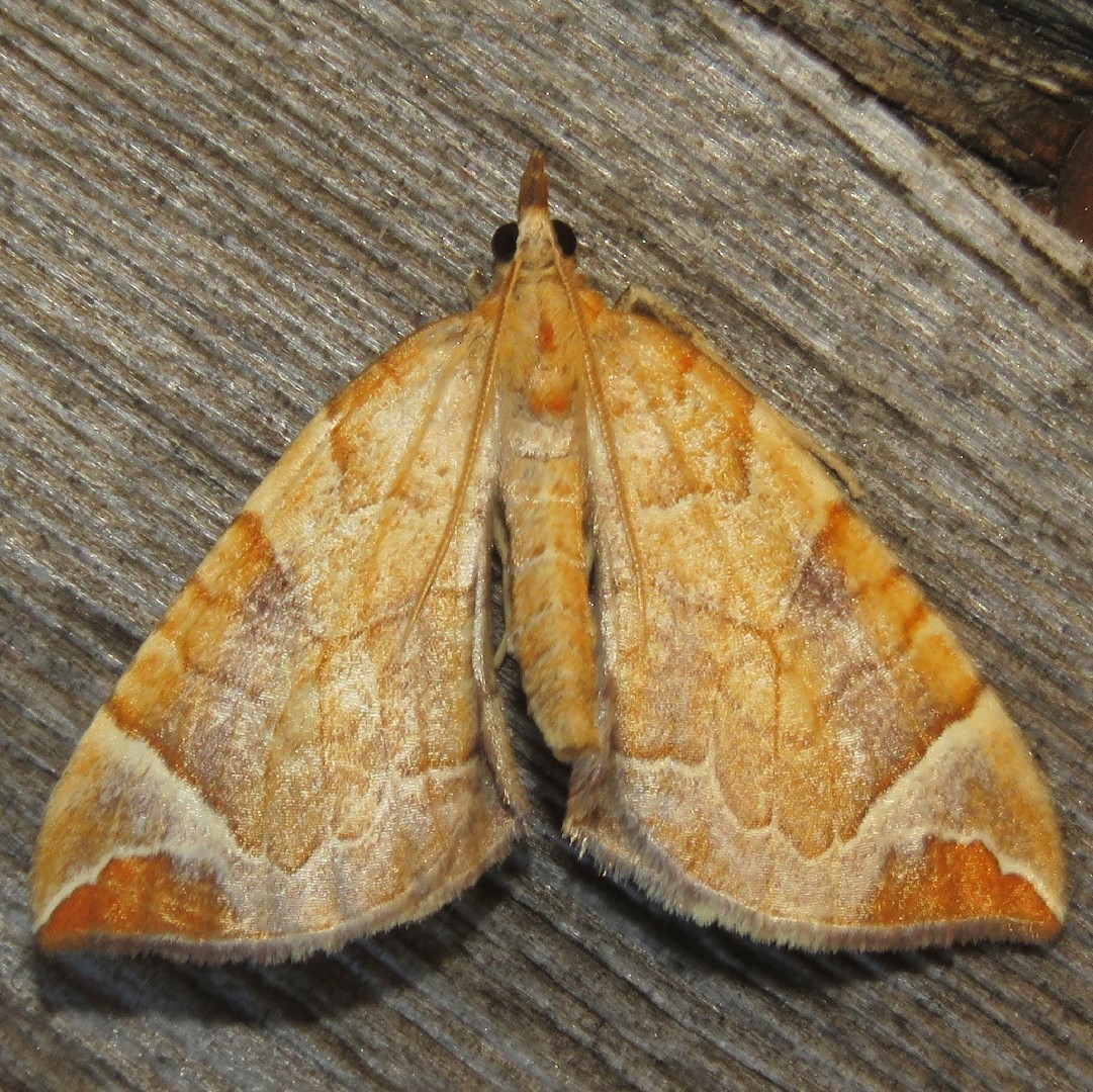 Eulithis testata (Eulithis testata) - Picture Insect