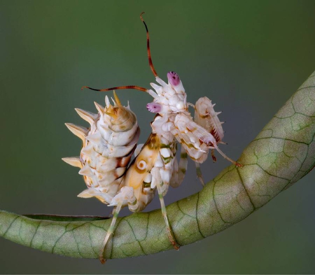 Spiny flower mantis (Pseudocreobotra wahlbergi) - Picture Insect