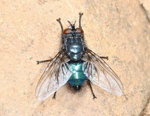 Cynomya cadaverina (Cynomya cadaverina) - Picture Insect