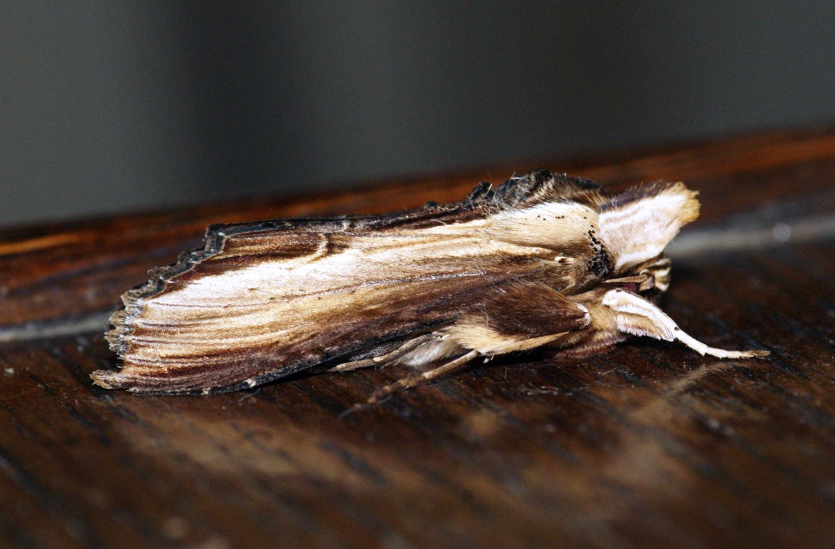 Königskerzen-Mönch (Cucullia verbasci) - Picture Insect