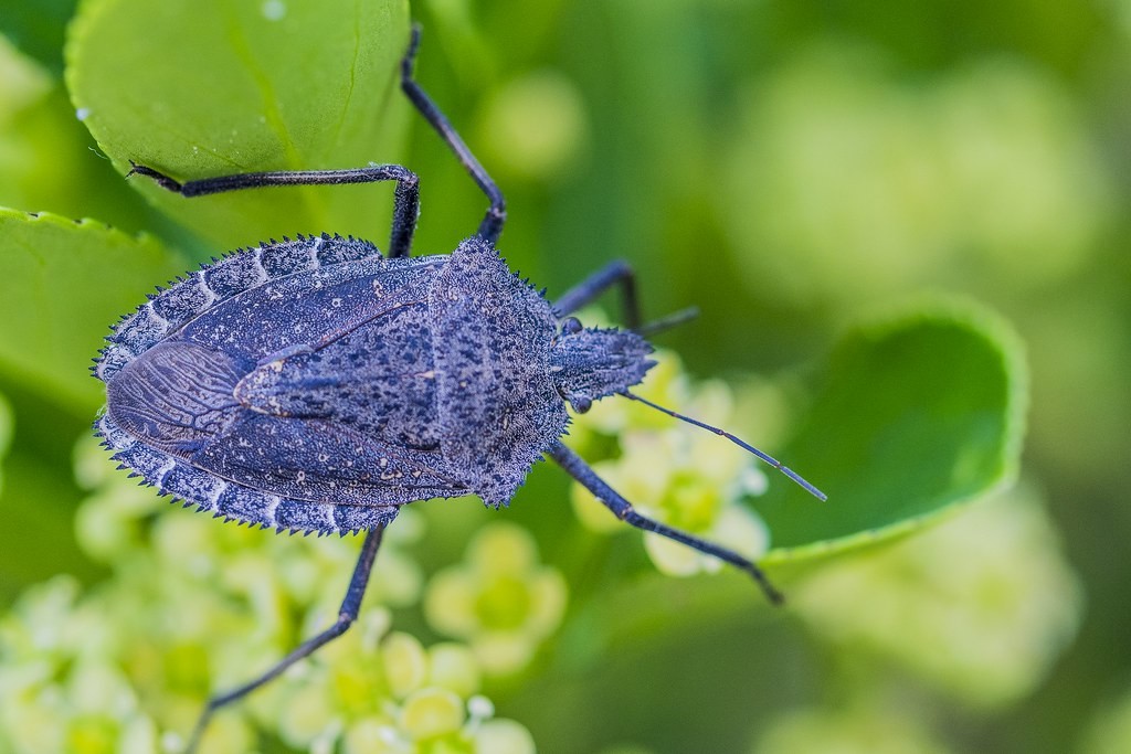 Mustha (Mustha) - Picture Insect