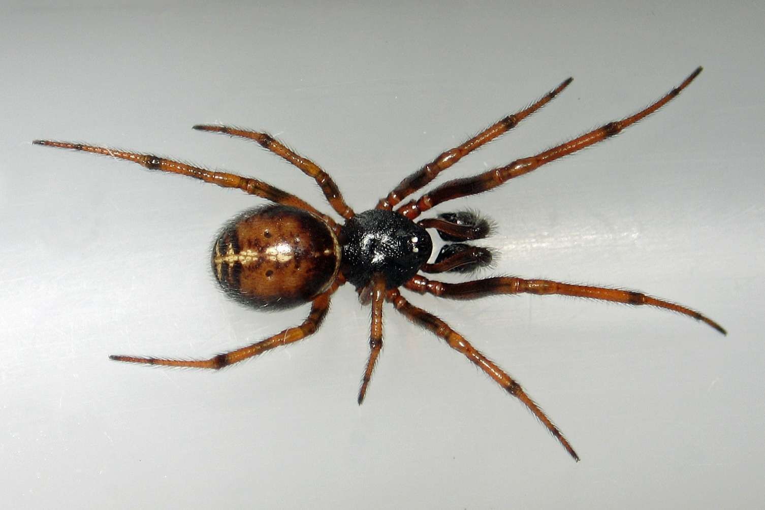 Rabbit hutch spider How to identify it? - Picture Insect