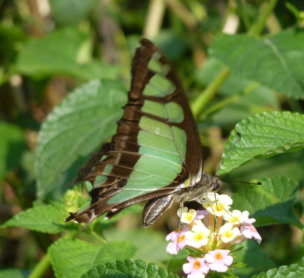 Graphium (Graphium) - Picture Insect