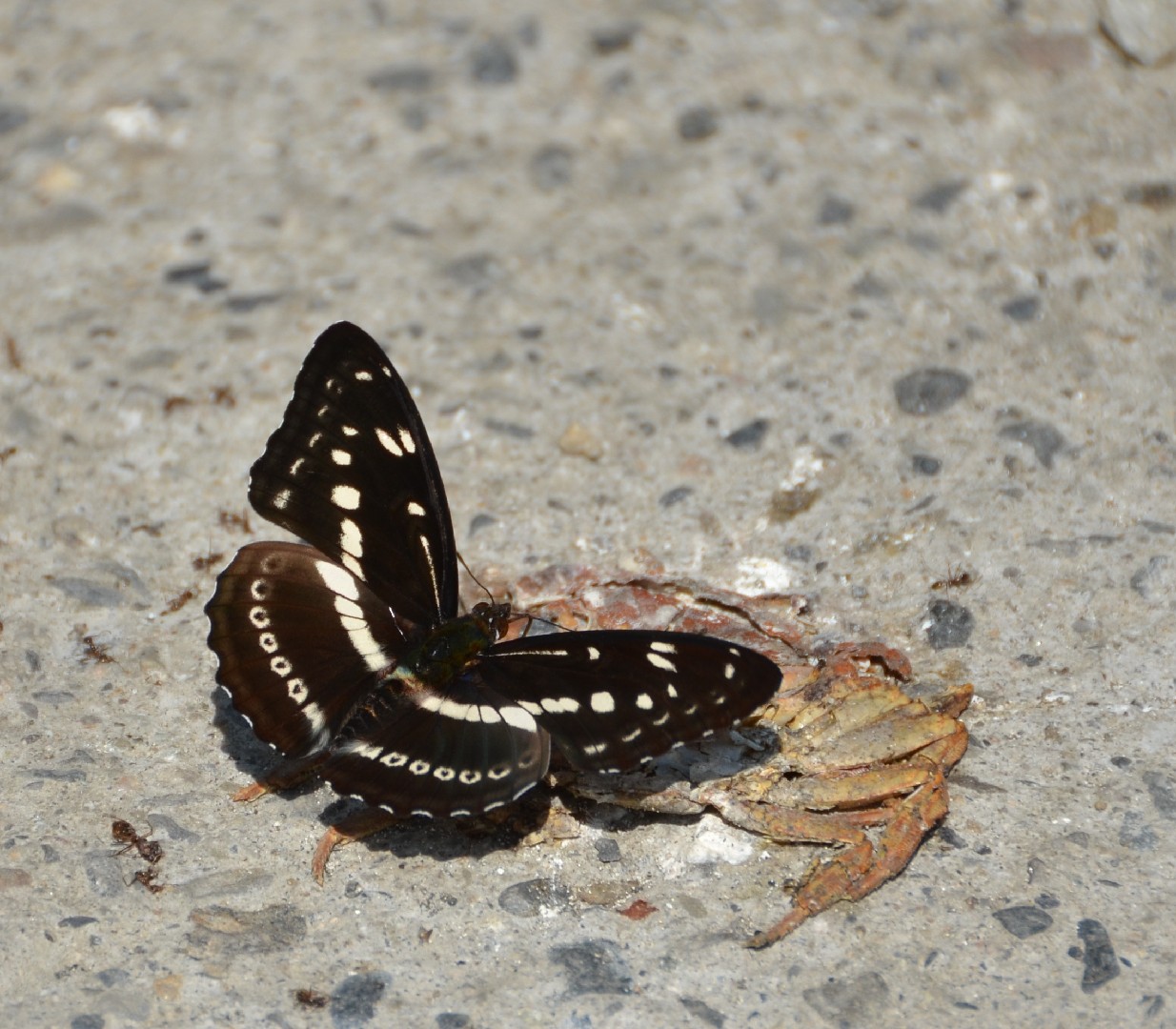 Athyma asura (Athyma asura) - Picture Insect