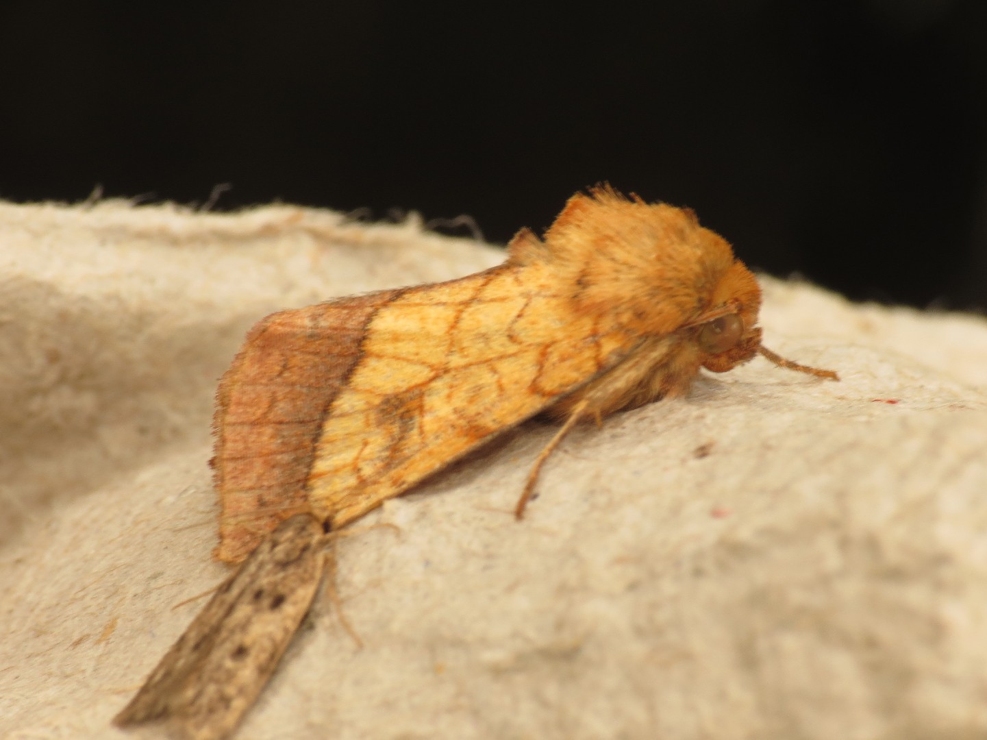 Pyrrhia umbra (Pyrrhia umbra) - Picture Insect