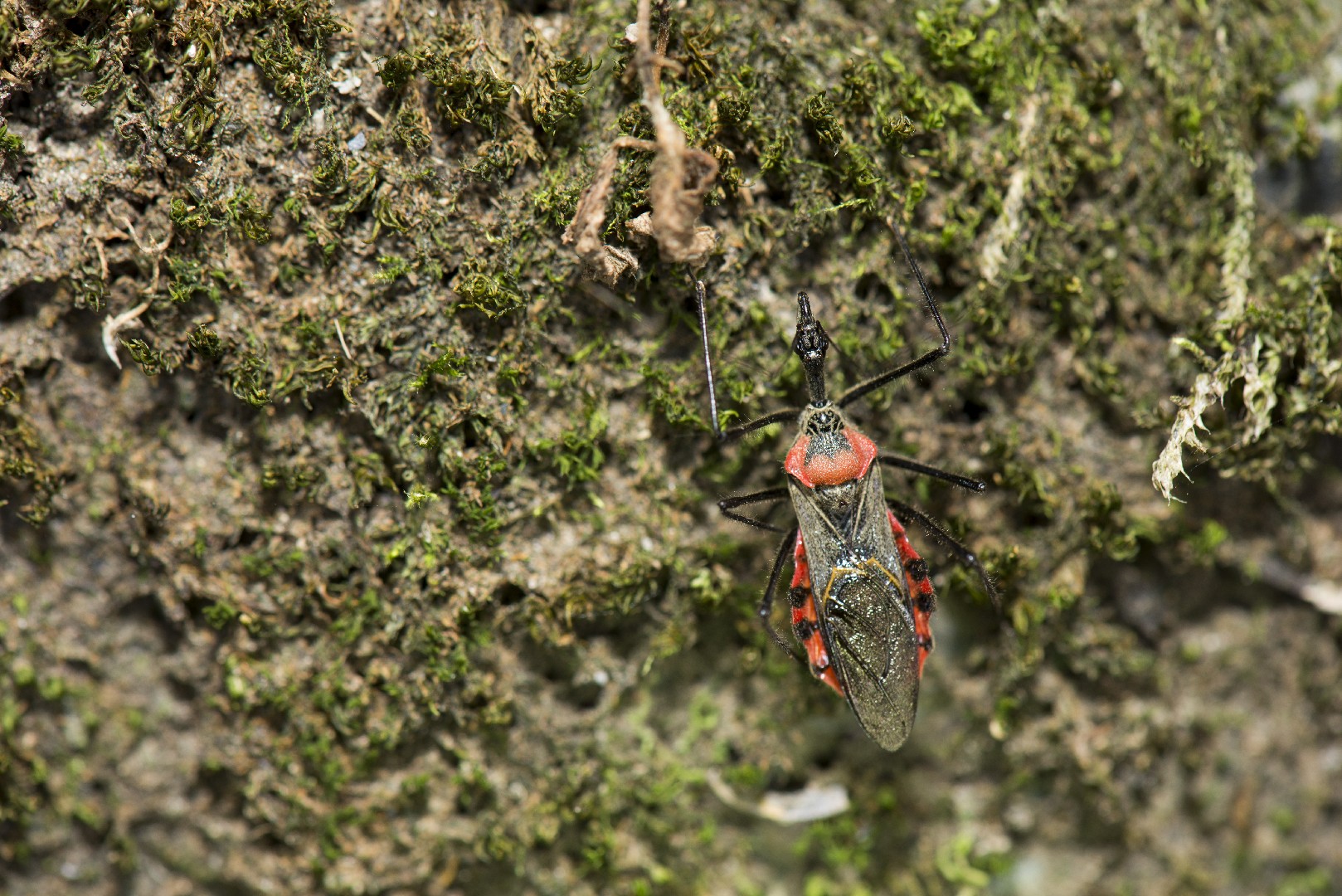 Sycanus minor (Sycanus minor) - Picture Insect