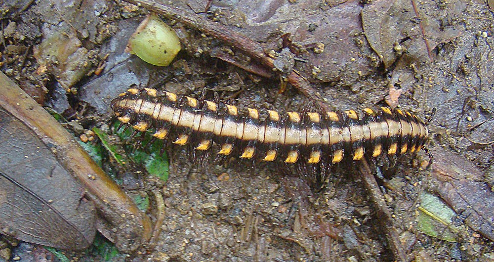 Nyssodesmus python (Nyssodesmus python) - Picture Insect