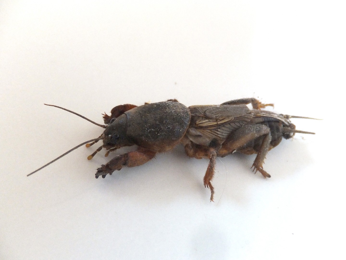 Alacrán cebollero (Gryllotalpa gryllotalpa) - Picture Insect