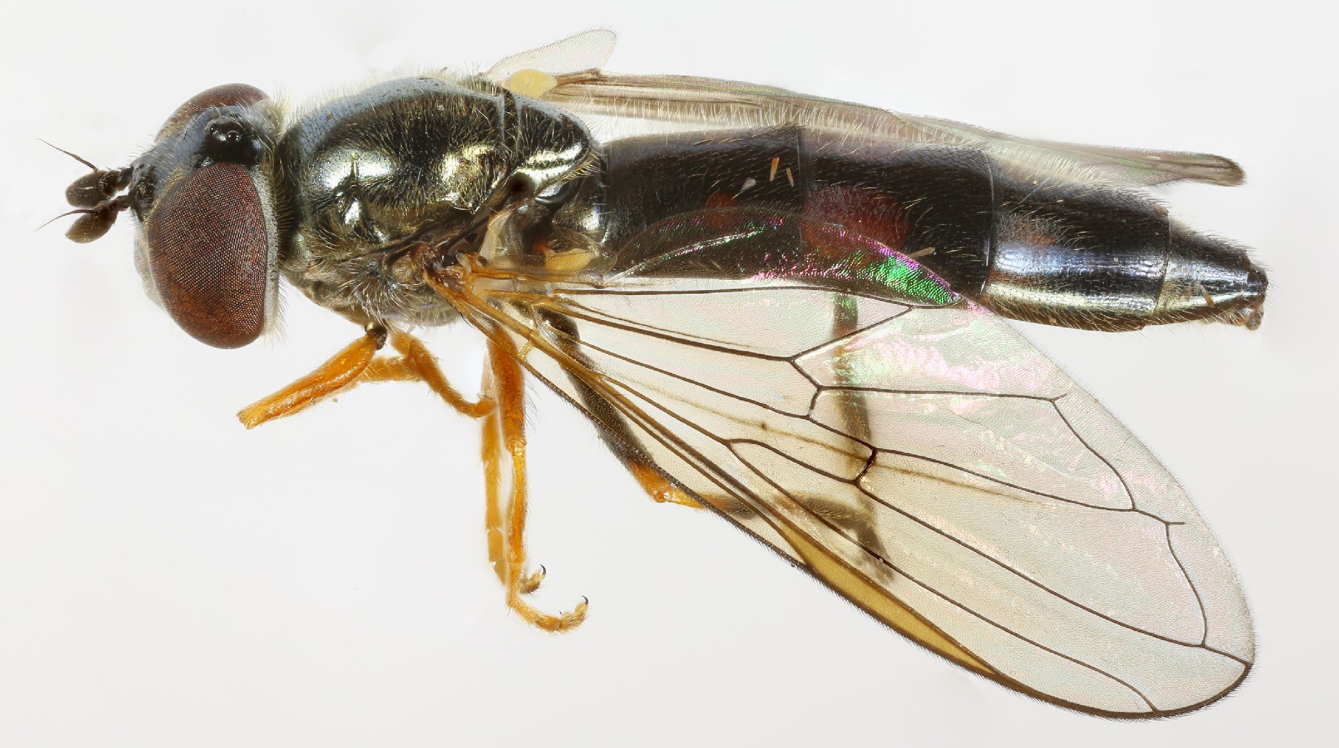 Platycheirus (Platycheirus) - Picture Insect