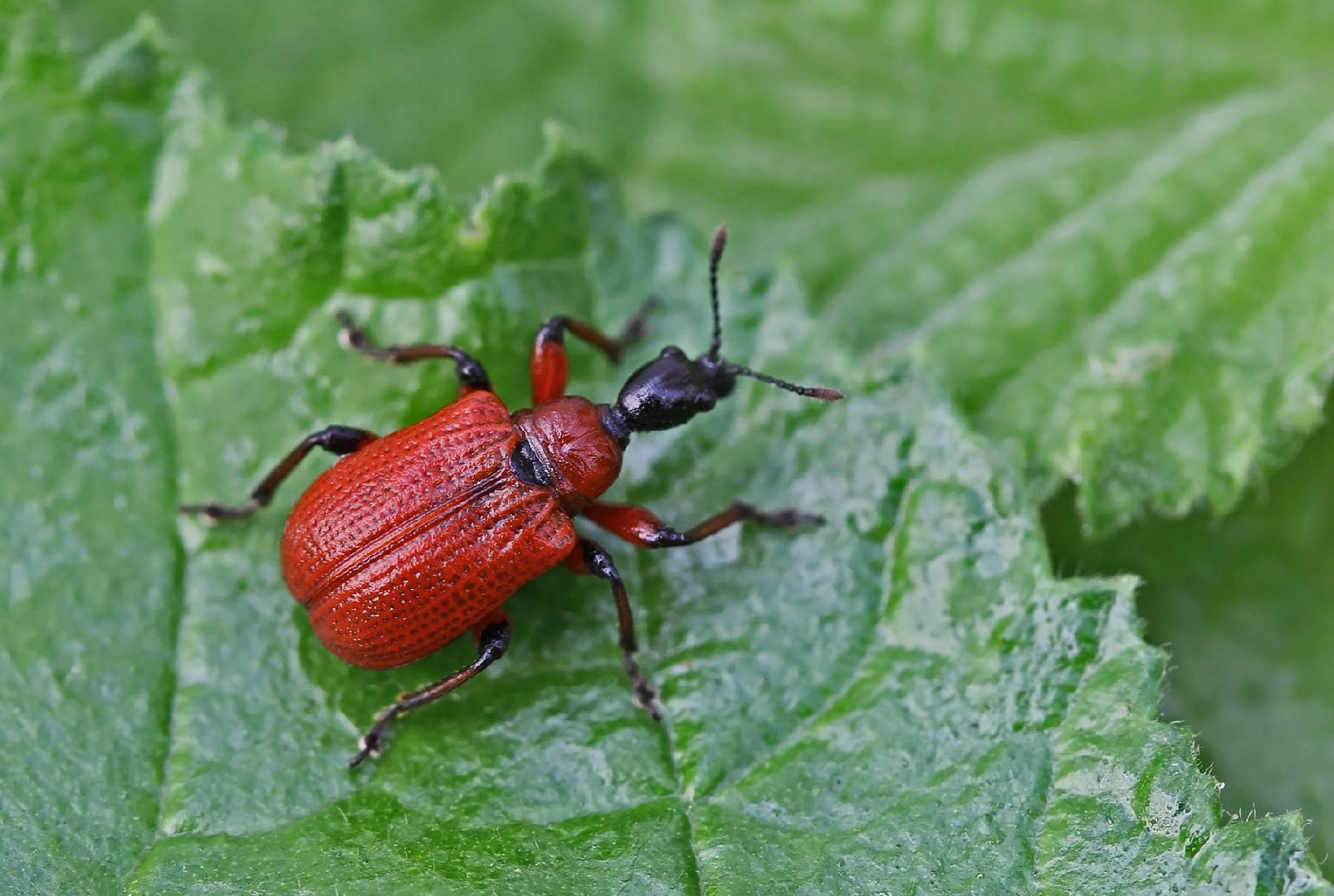 Apoderus (Apoderus) - Picture Insect