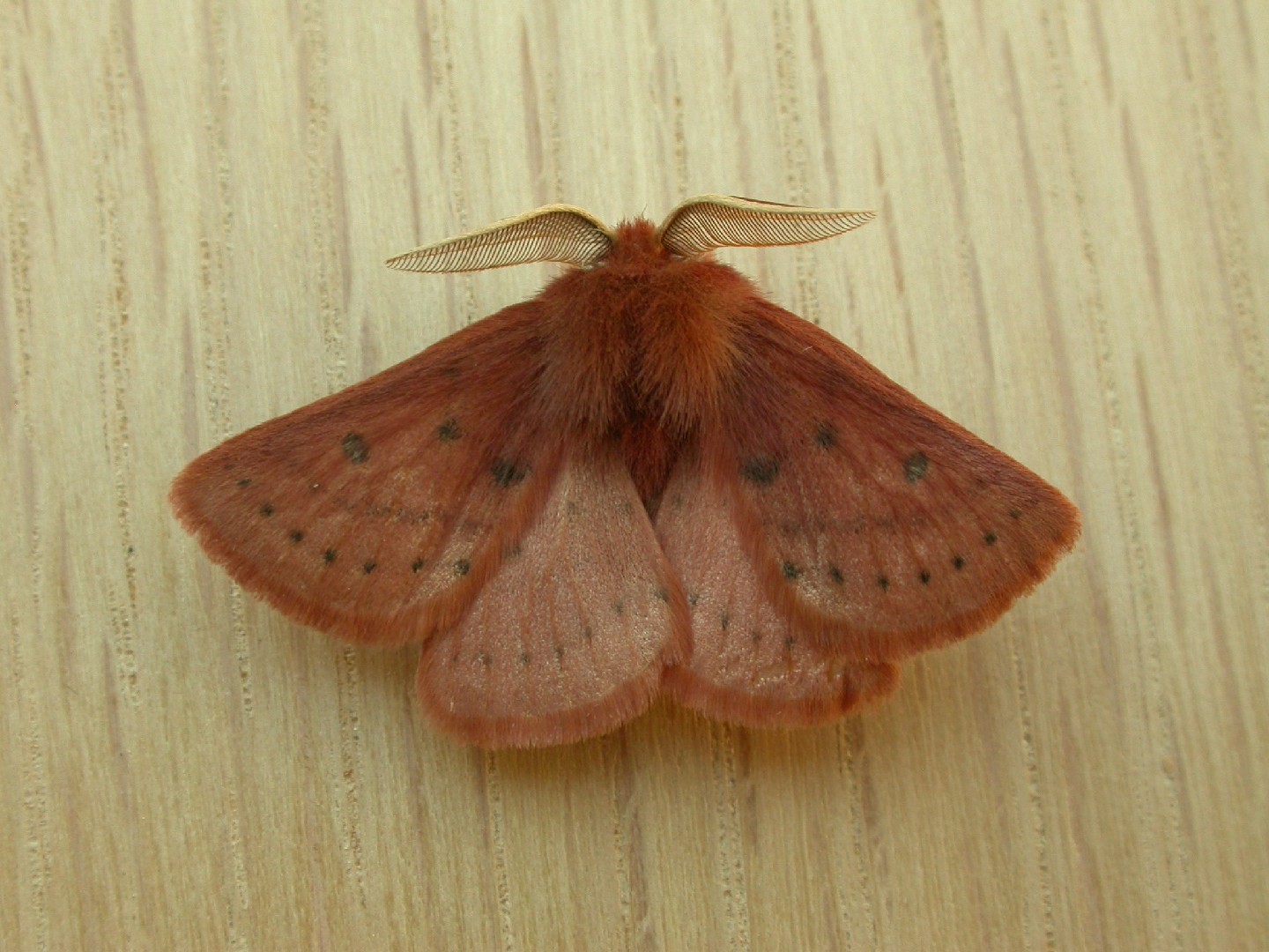 Anthela ferruginosa (Anthela ferruginosa) - Picture Insect