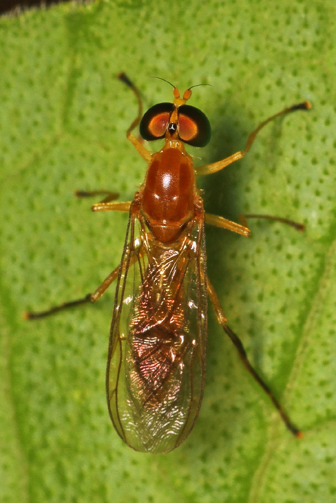 Ptecticus trivittatus (Ptecticus trivittatus) - Picture Insect