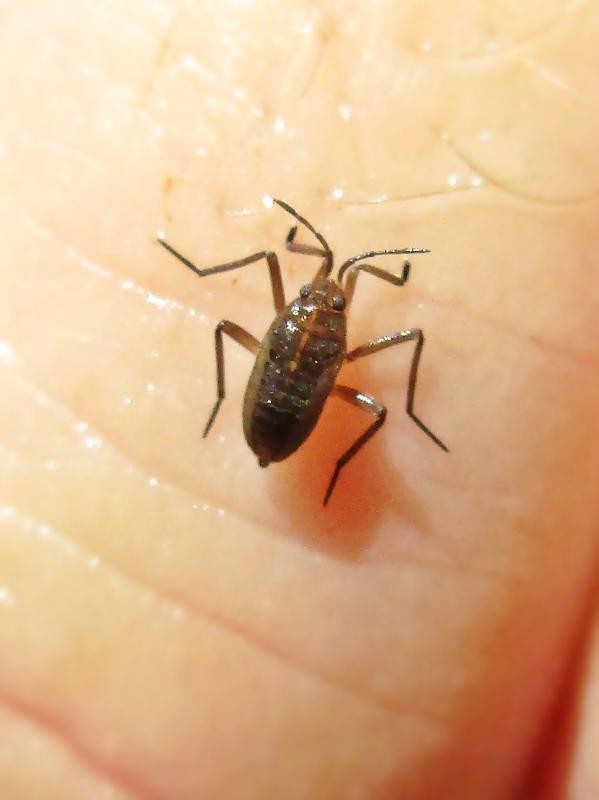 Water cricket (Velia) - Picture Insect