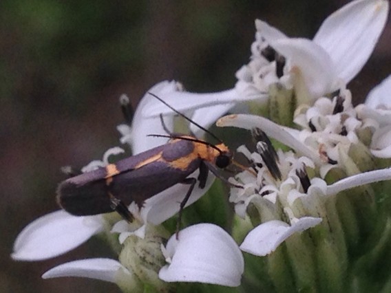 Cisthene tenuifascia (Cisthene tenuifascia) - Picture Insect