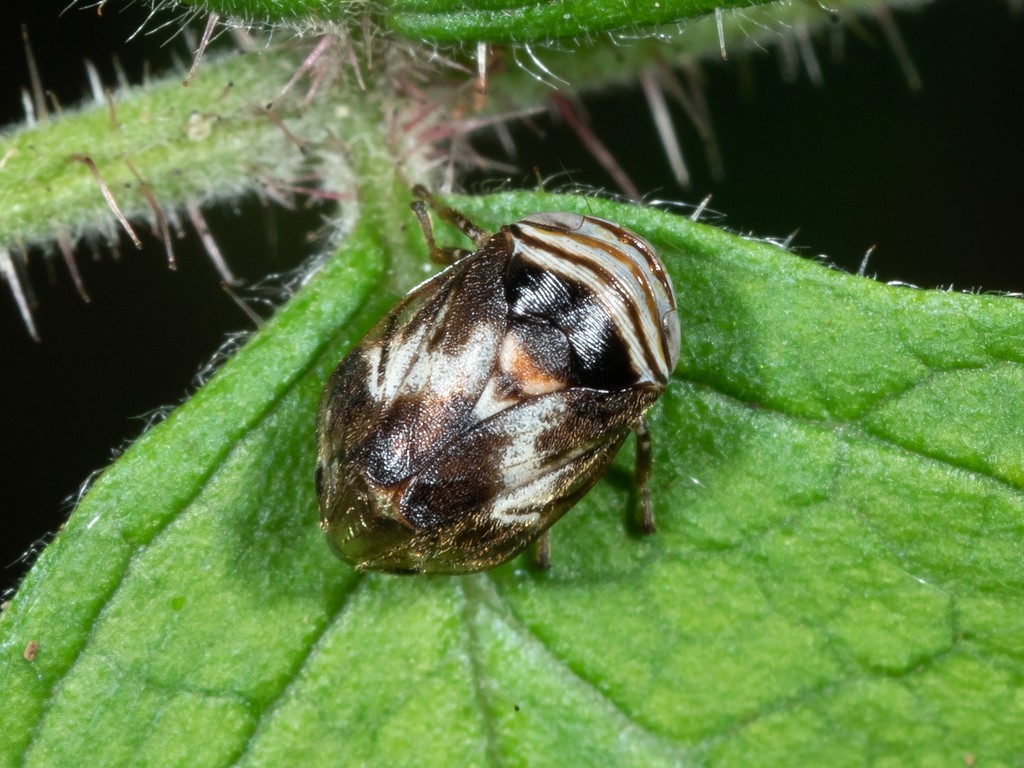 Clastoptera obtusa (Clastoptera obtusa) - Picture Insect