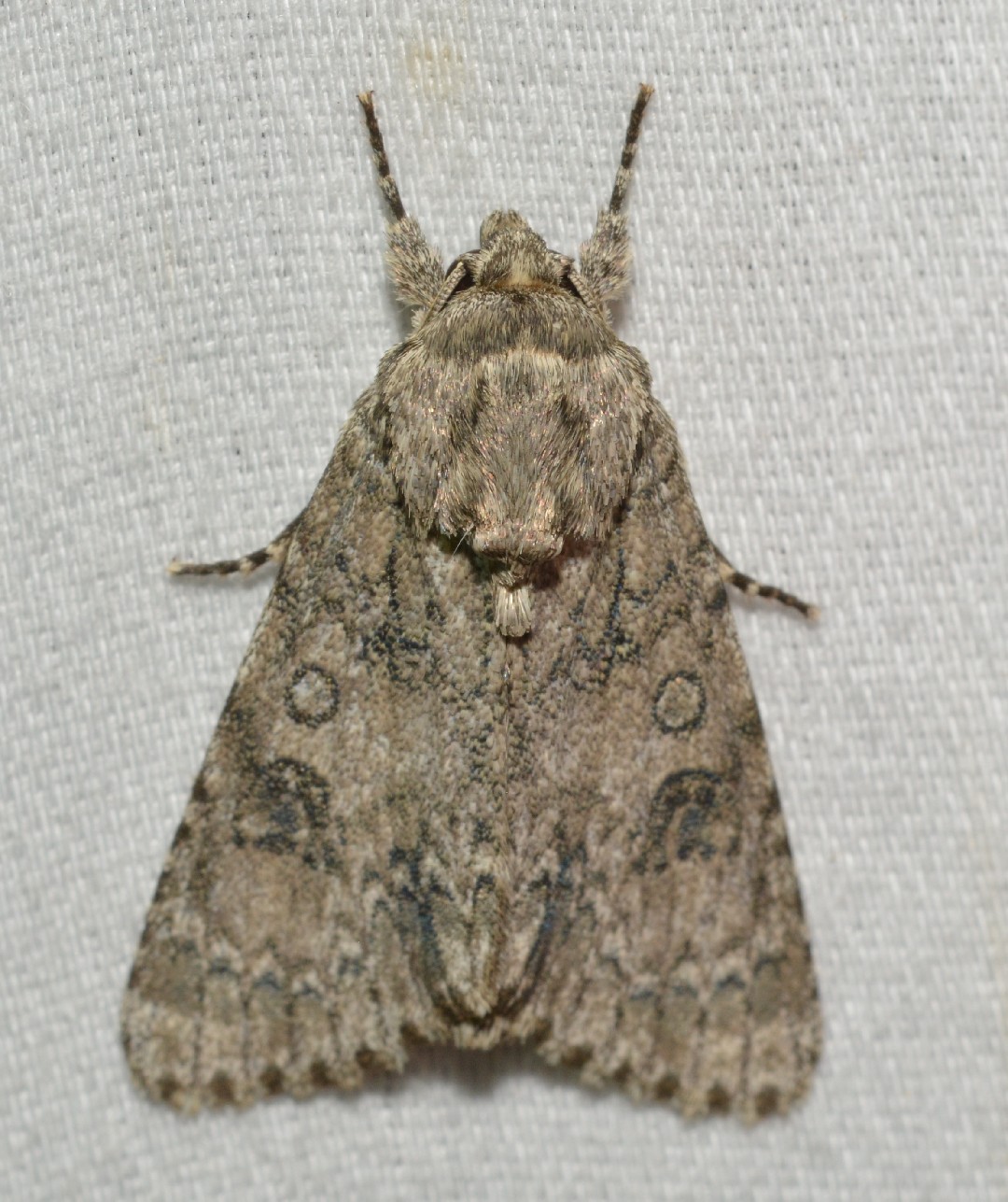 Acronicta impleta (Acronicta impleta) - Picture Insect