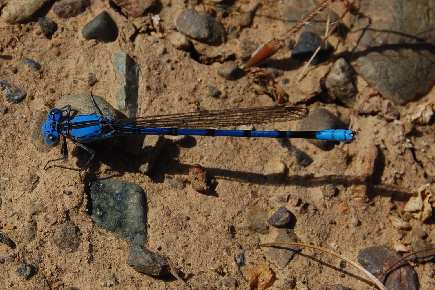 Argia agrioides (Argia agrioides) - Picture Insect