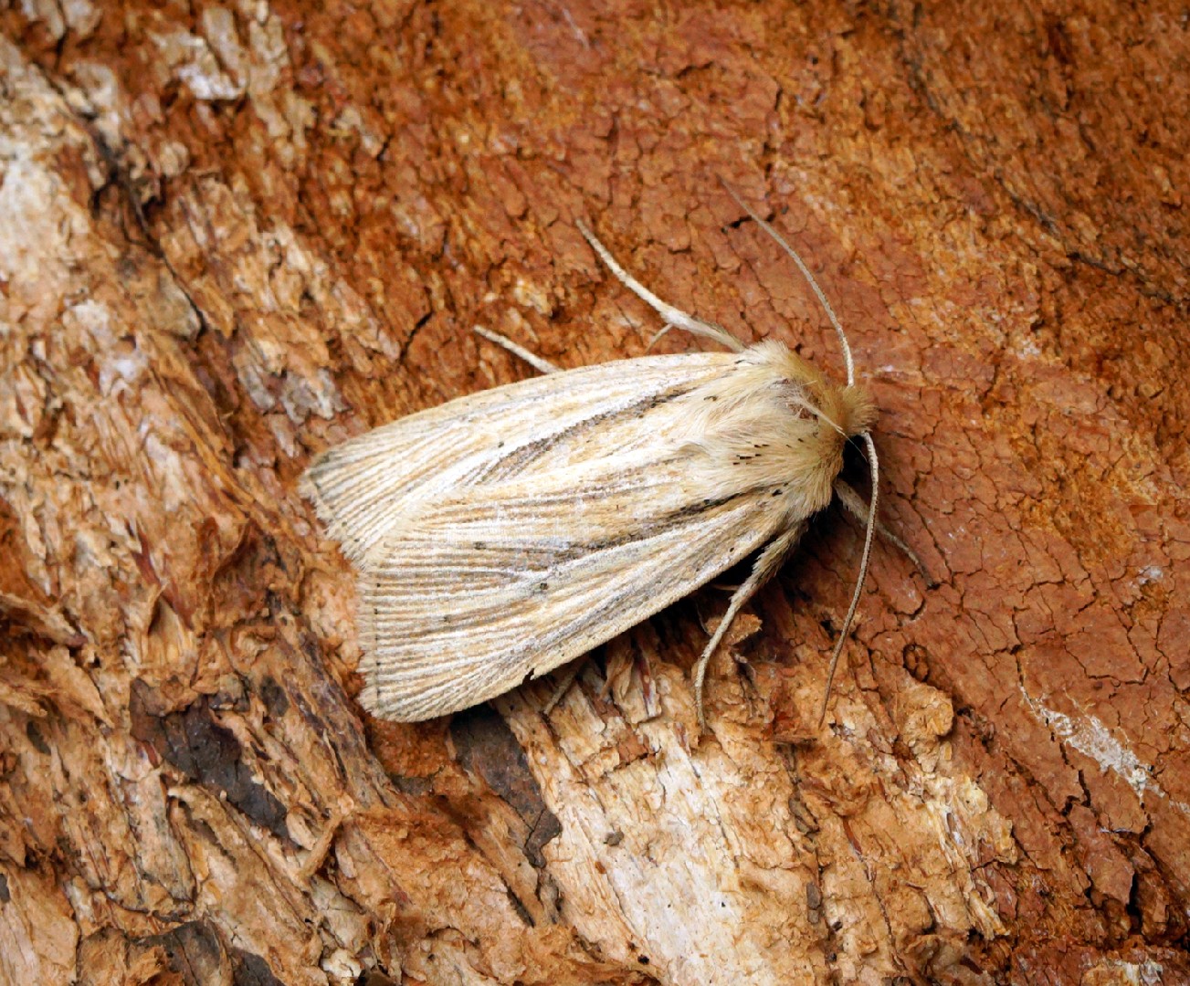 Mythimna impura (Mythimna impura) - Picture Insect