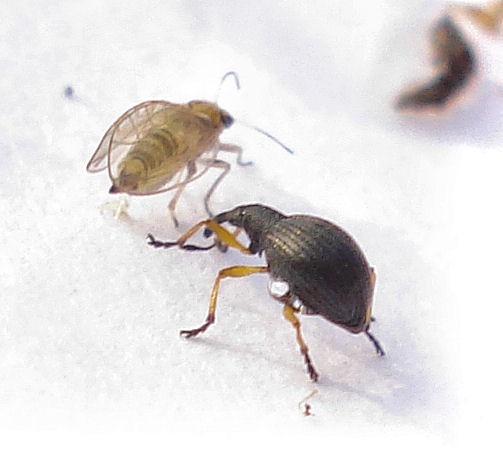Protapion fulvipes (Protapion fulvipes) - Picture Insect