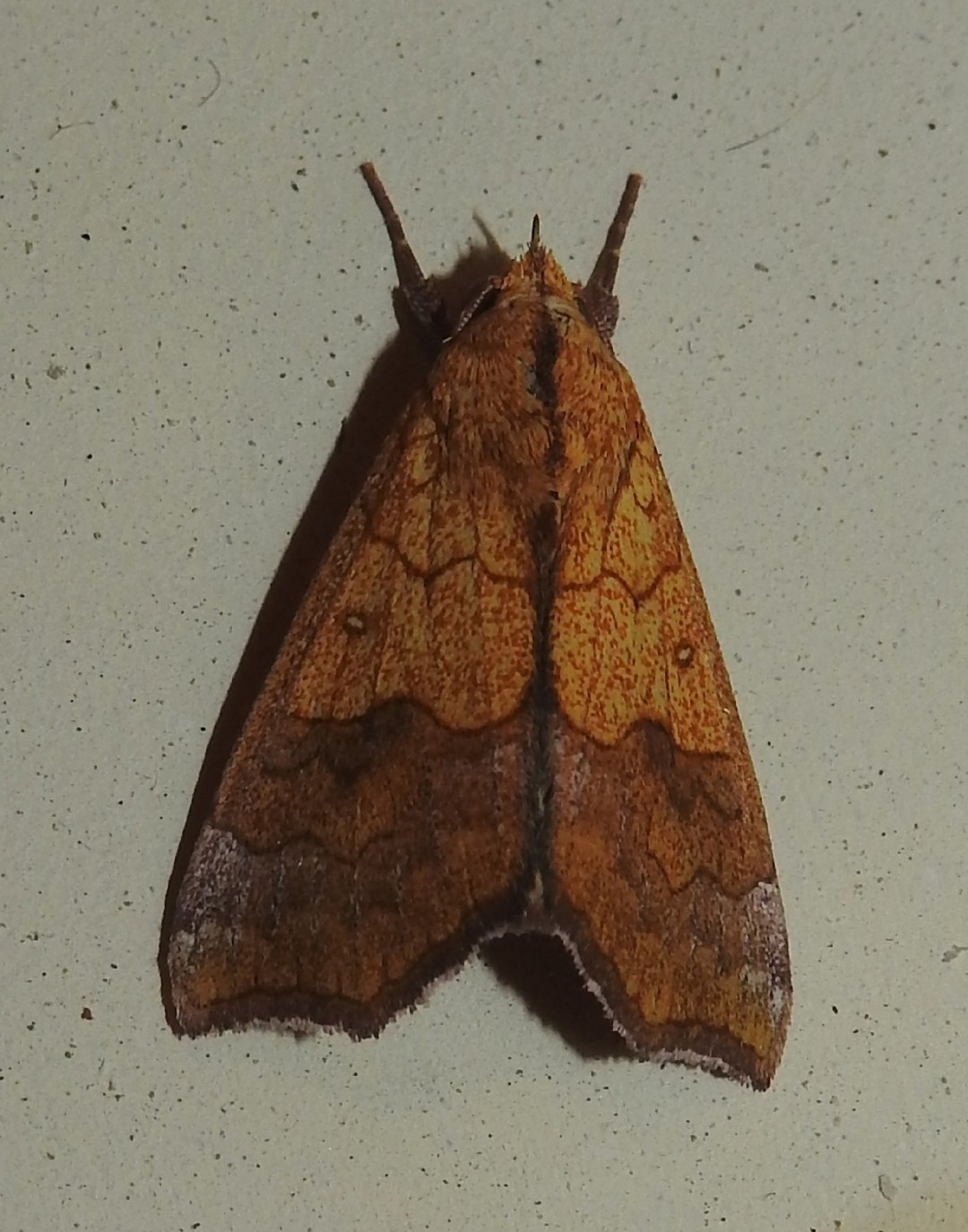 Anomis (Anomis) - Picture Insect