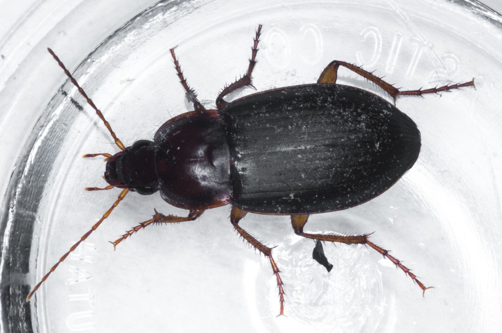 Calathus ruficollis (Calathus ruficollis) - Picture Insect