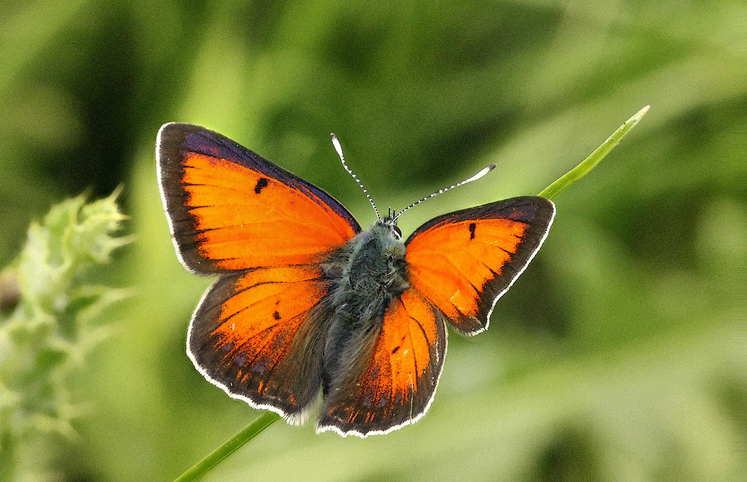 Червонец балканский (Lycaena candens) - Picture Insect
