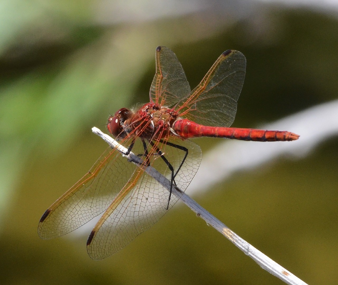 Sympetrum madidum (Sympetrum madidum) - Picture Insect