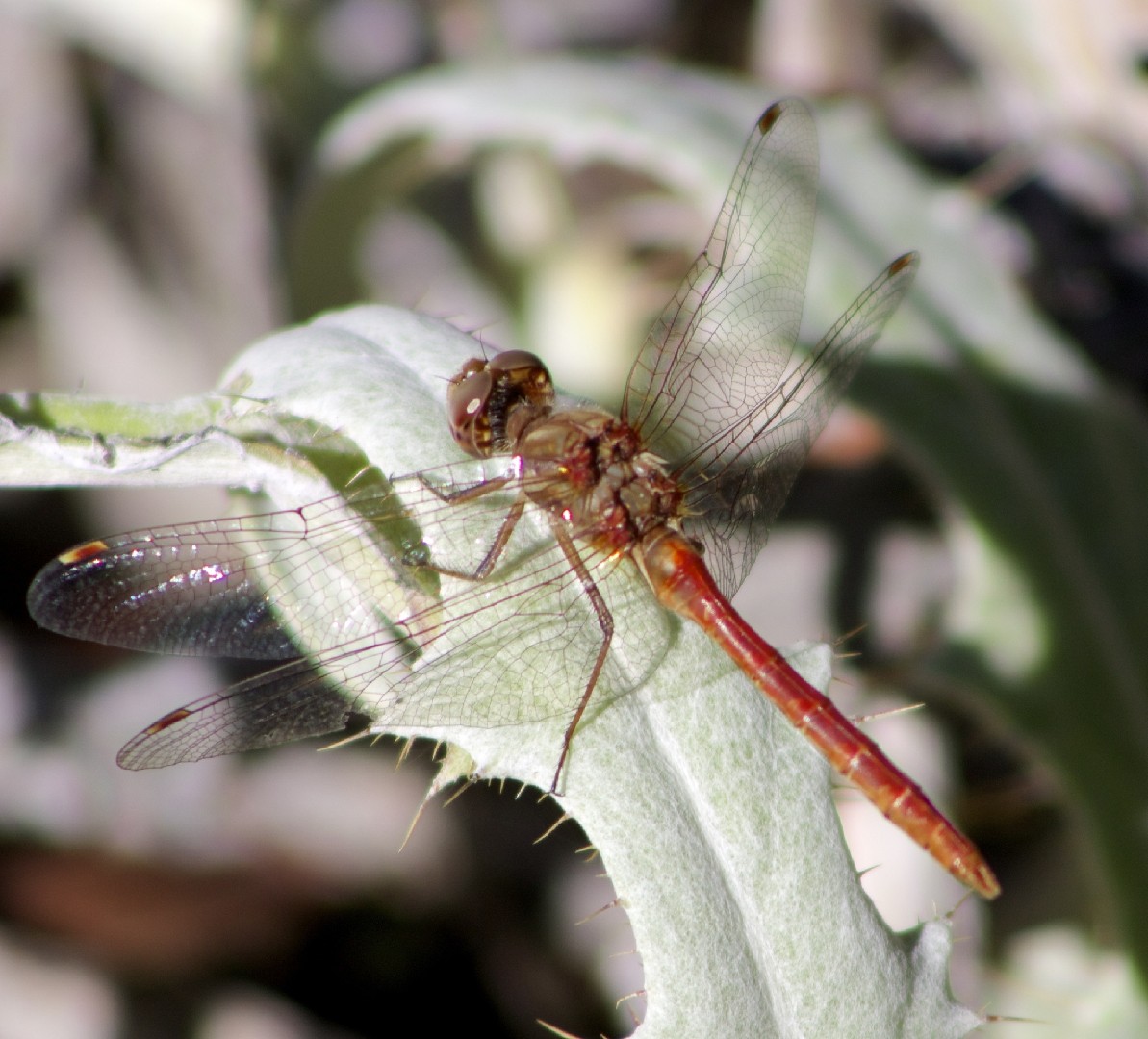 Sympetrum pallipes (Sympetrum pallipes) - Picture Insect