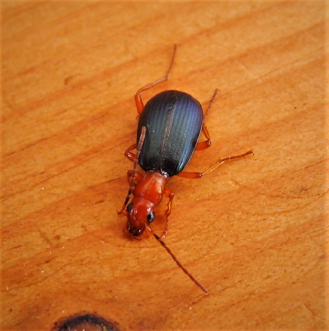 Brachinus crepitans (Brachinus crepitans) - Picture Insect