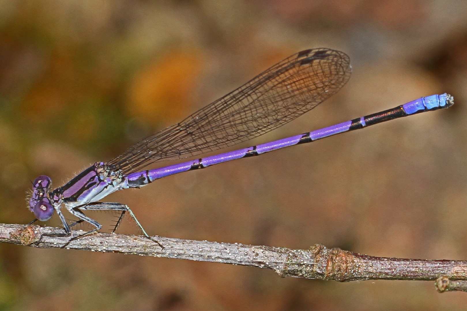 Argie violacée (Argia fumipennis) - Picture Insect