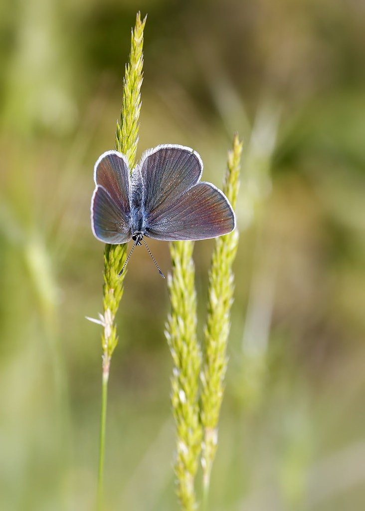 Cupido osiris (Cupido osiris) - Picture Insect