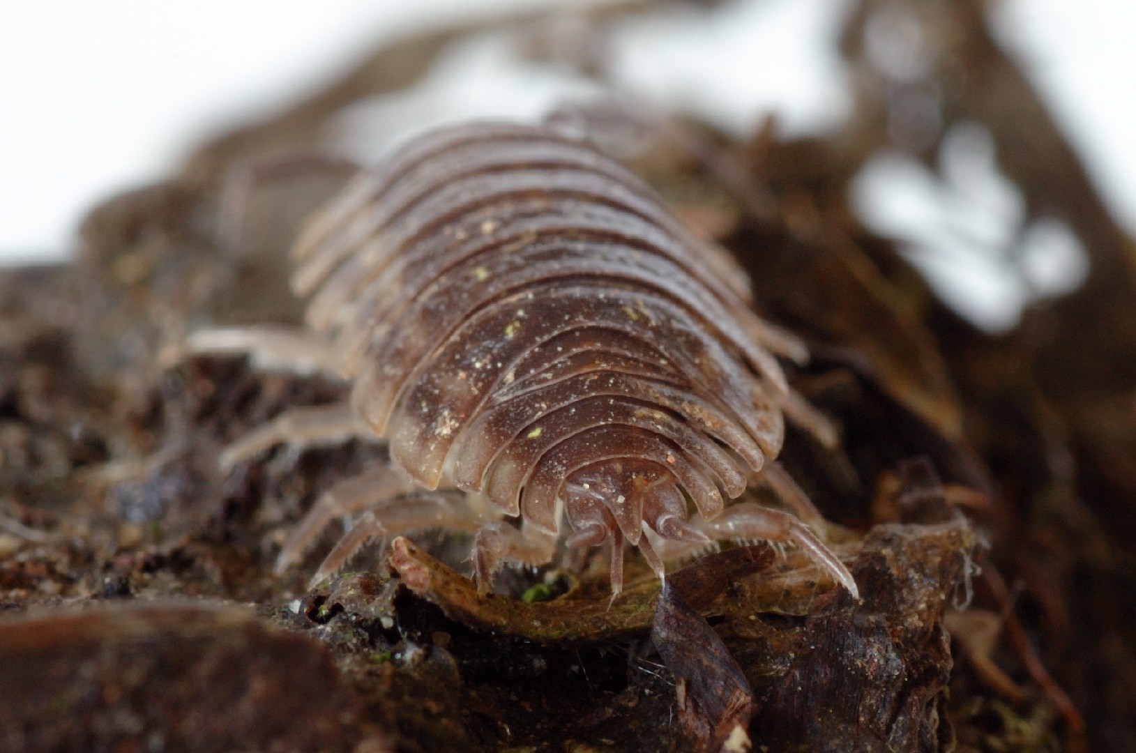 Oniscus asellus (Oniscus asellus) - Picture Insect