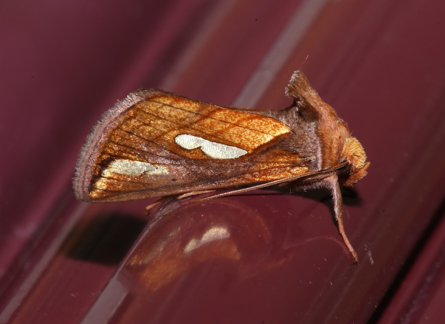 Plusia (Plusia) - Picture Insect