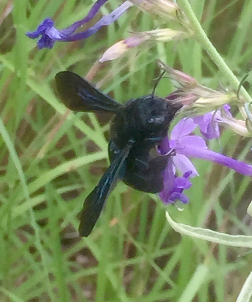 Xylocopa californica arizonensis (Xylocopa californica arizonensis ...