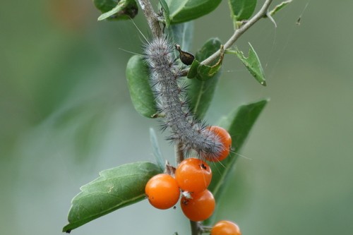 Hypercompe oslari (Hypercompe oslari) - Picture Insect