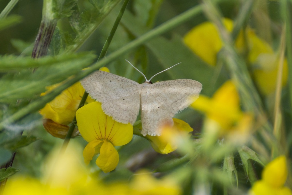 Scopula inductata (Scopula inductata) - Picture Insect