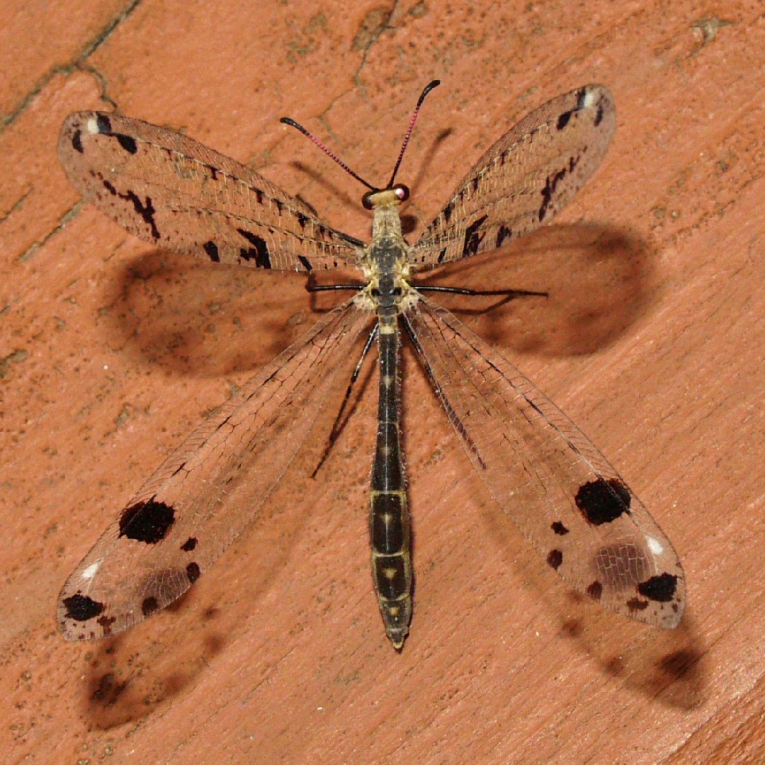 Dendroleon obsoletus (Dendroleon obsoletus) - Picture Insect