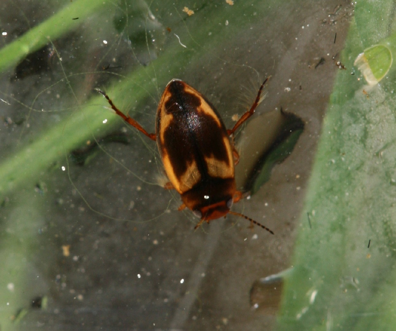 Hydroporus palustris (Hydroporus palustris) - Picture Insect