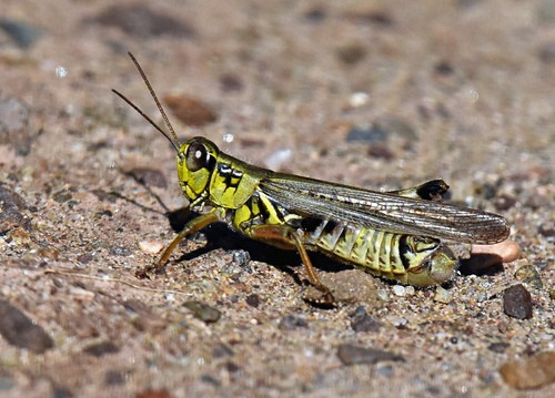 Chapulín de patas rojas (Melanoplus femurrubrum) - Picture Insect