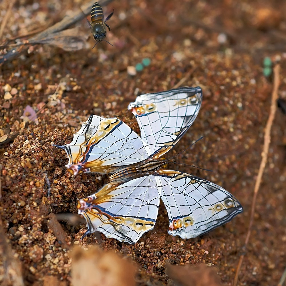 Cyrestis nivea (Cyrestis nivea) - Picture Insect