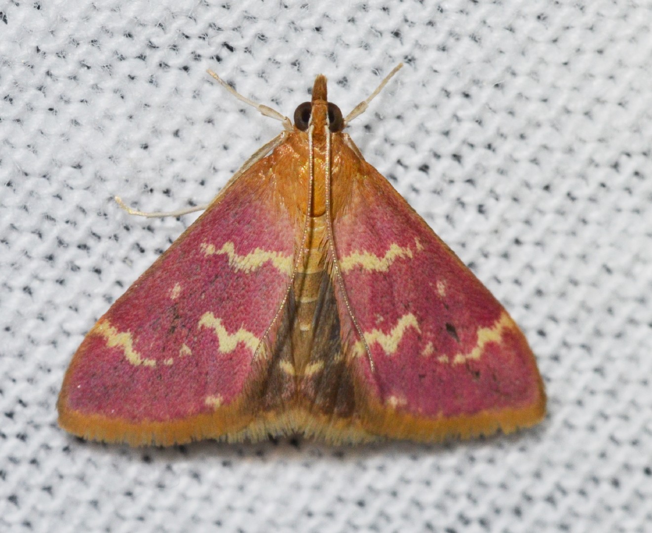 Pyrausta signatalis (Pyrausta signatalis) - Picture Insect