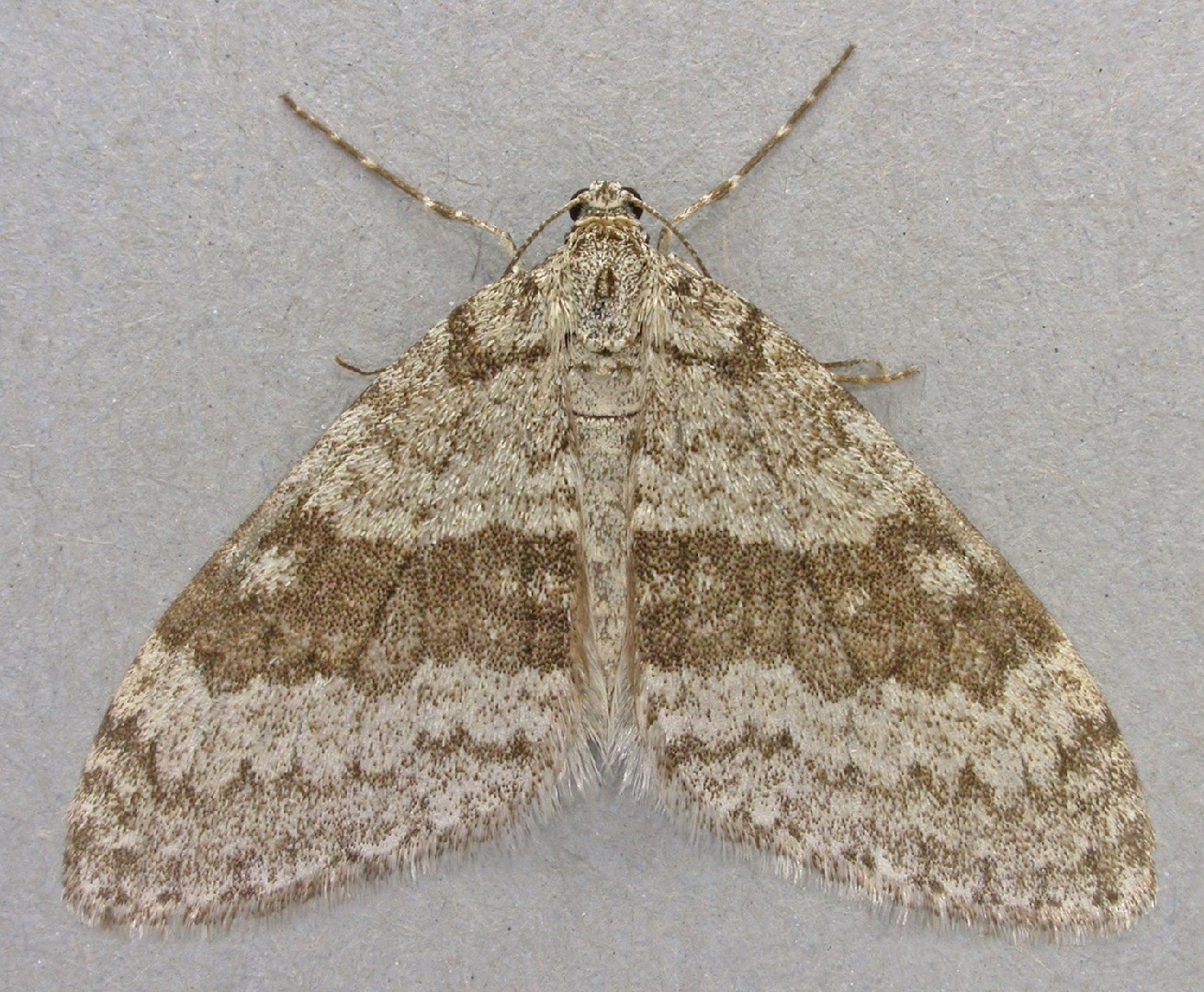 Lobée (Trichopteryx carpinata) - Picture Insect