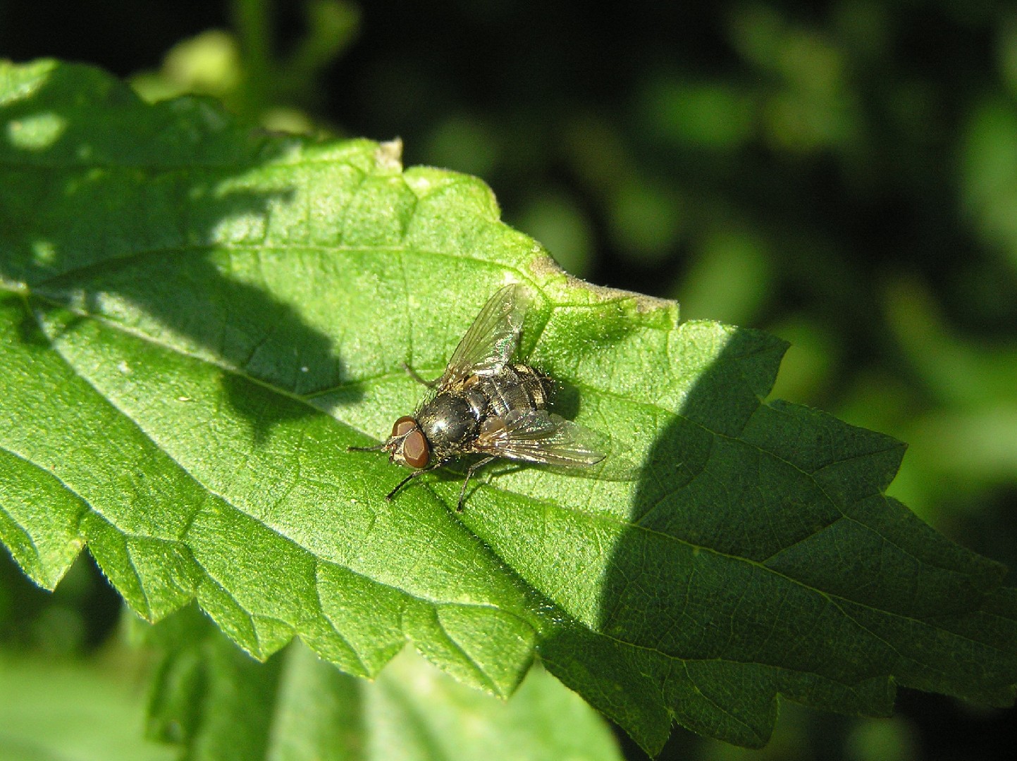 Pollenia (Pollenia) - Picture Insect