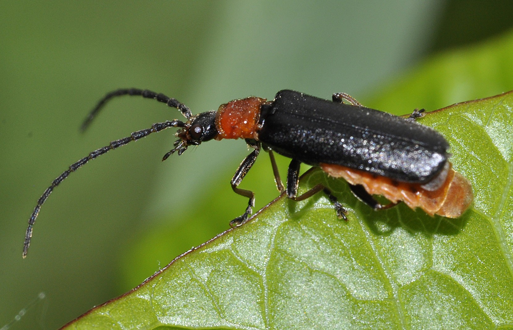 Crudosilis ruficollis (Crudosilis ruficollis) - Picture Insect