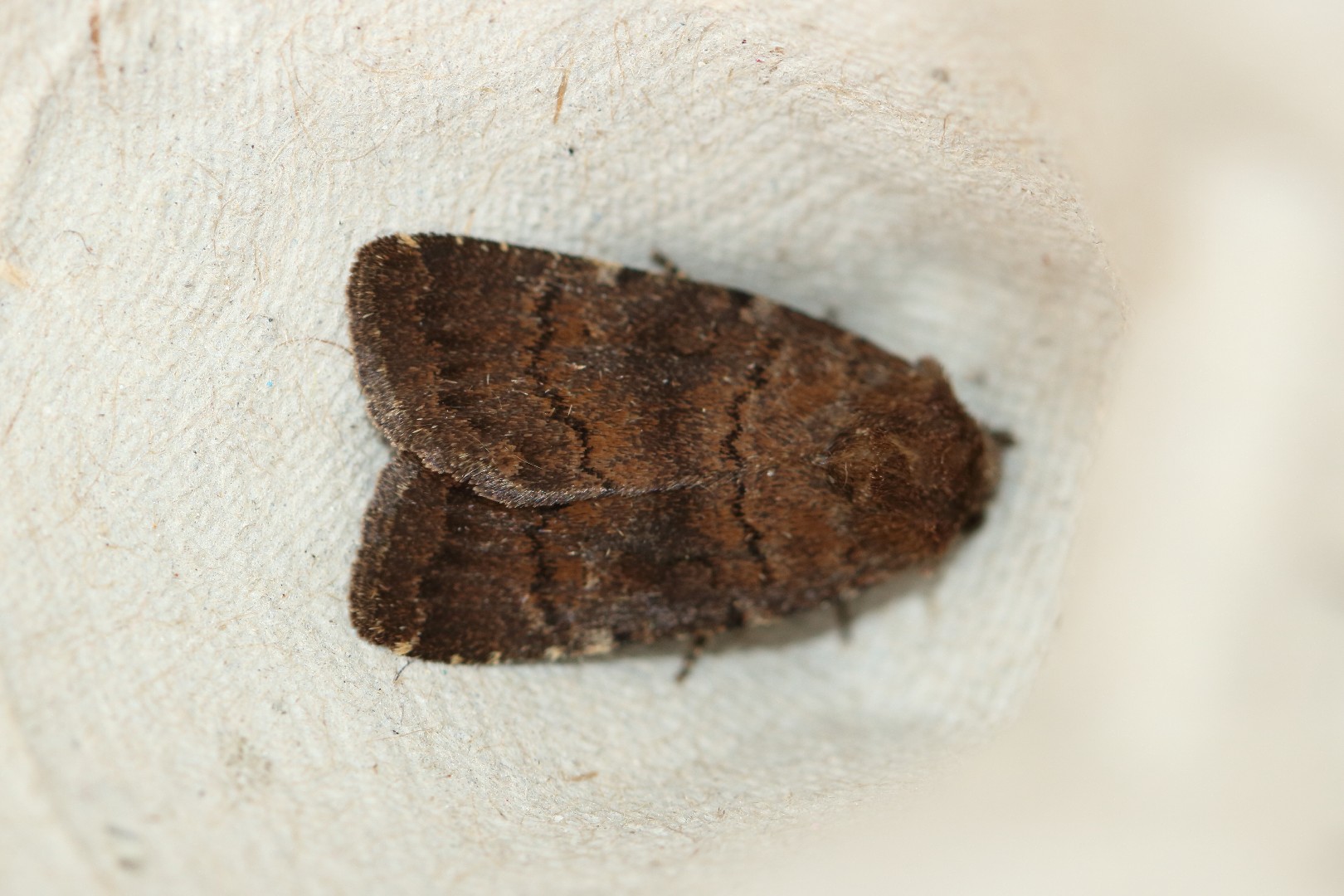 Rusina (Rusina) - Picture Insect