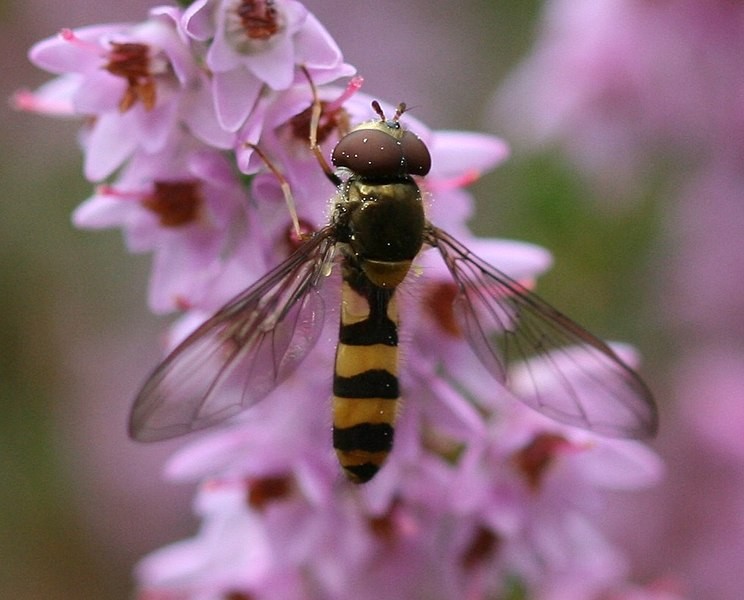 Meliscaeva cinctella (Meliscaeva cinctella) - Picture Insect