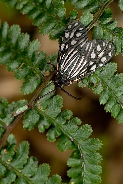 Campylotes maculosa (Campylotes maculosa) - Picture Insect