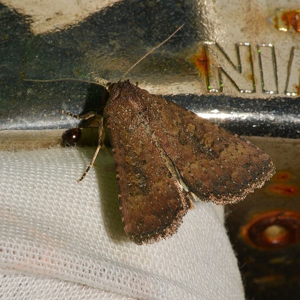 Condica (Condica) - Picture Insect