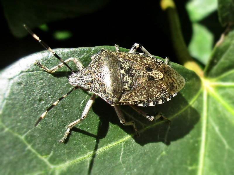 Rhaphigaster (Rhaphigaster) - Picture Insect