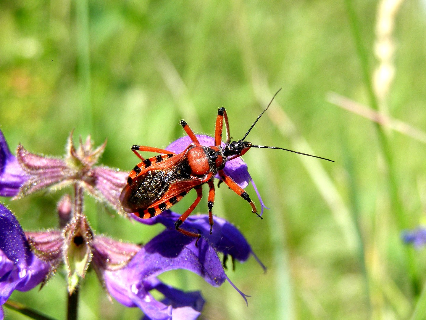 Rhynocoris (Rhynocoris) - Picture Insect